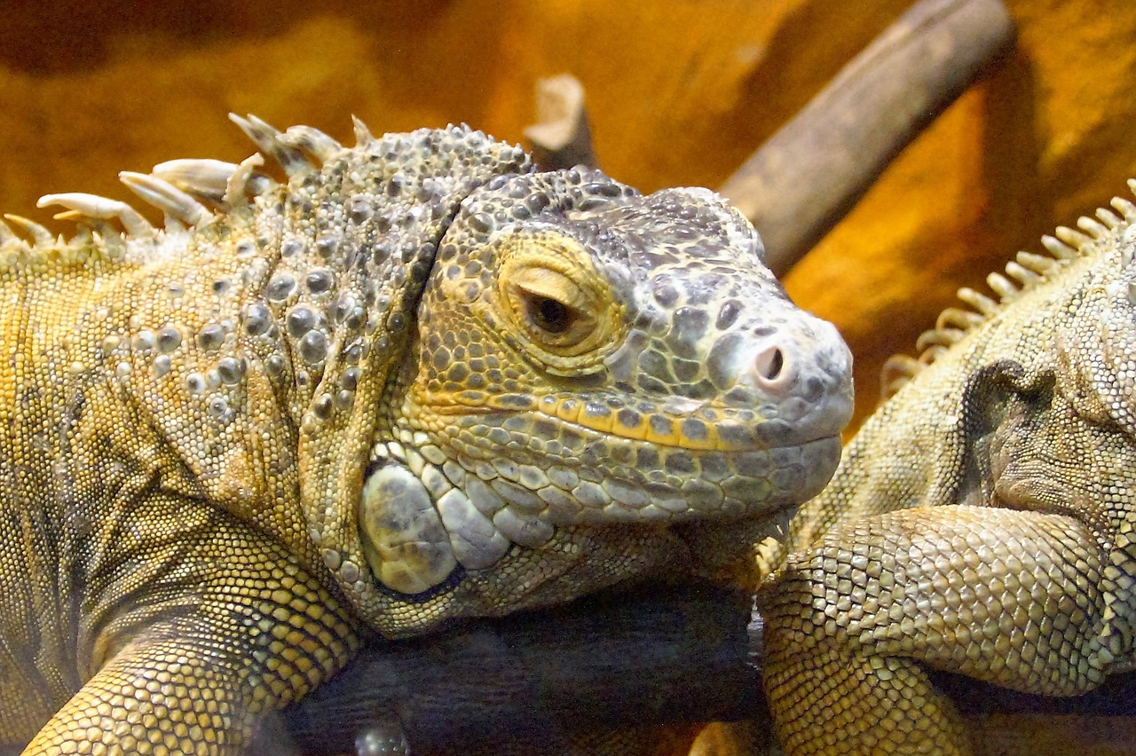 Bezpieczna hodowla Agamy Brodatej | Gady-Gady - Blog Zoologiczny